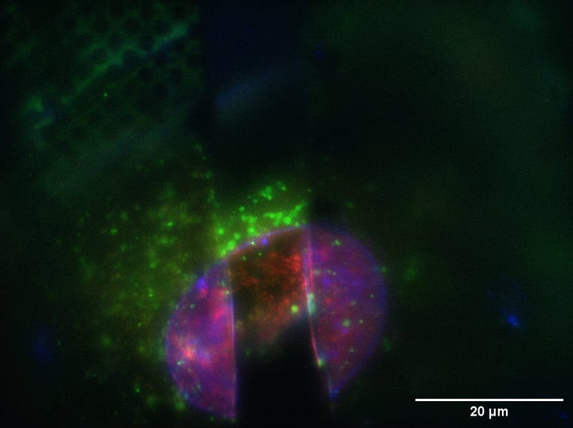 The case for sensitivity in integrated fluorescence microscopes