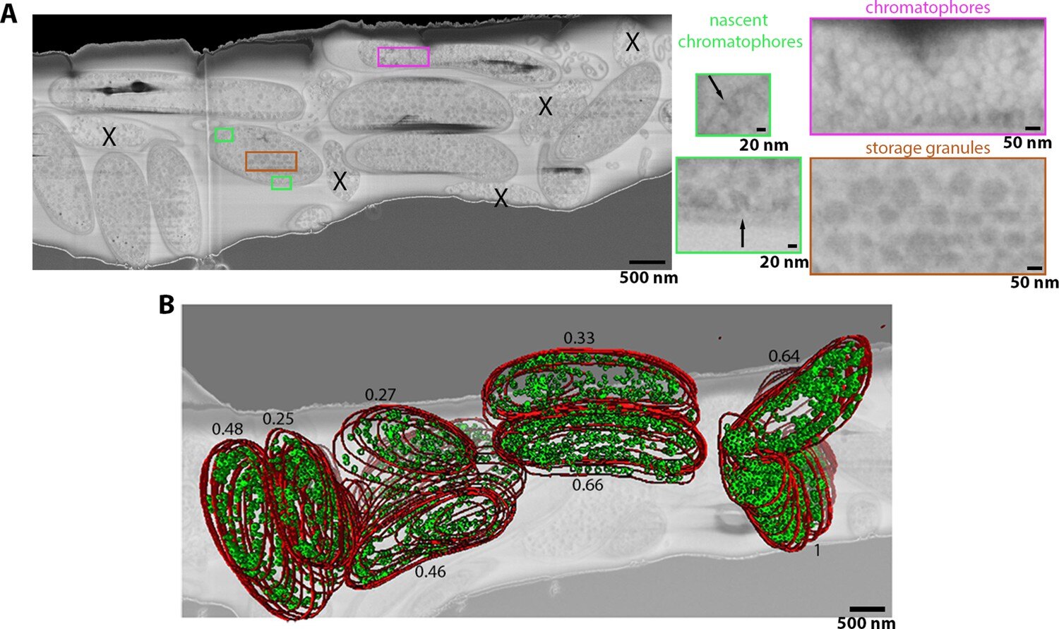 Exploring cryo-plasma FIB/SEM volume imaging for biological specimens