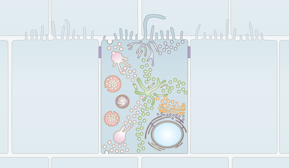 How can an optimized cryo-ET workflow benefit membrane trafficking ...