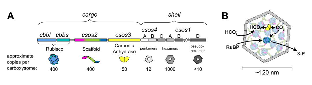 Rubisco assembly: the promise of cryo-ET for synthetic biologists
