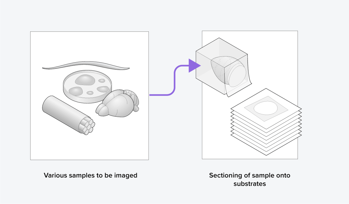 Volume Electron Microscopy: Towards Automatic Organelle Segmentation