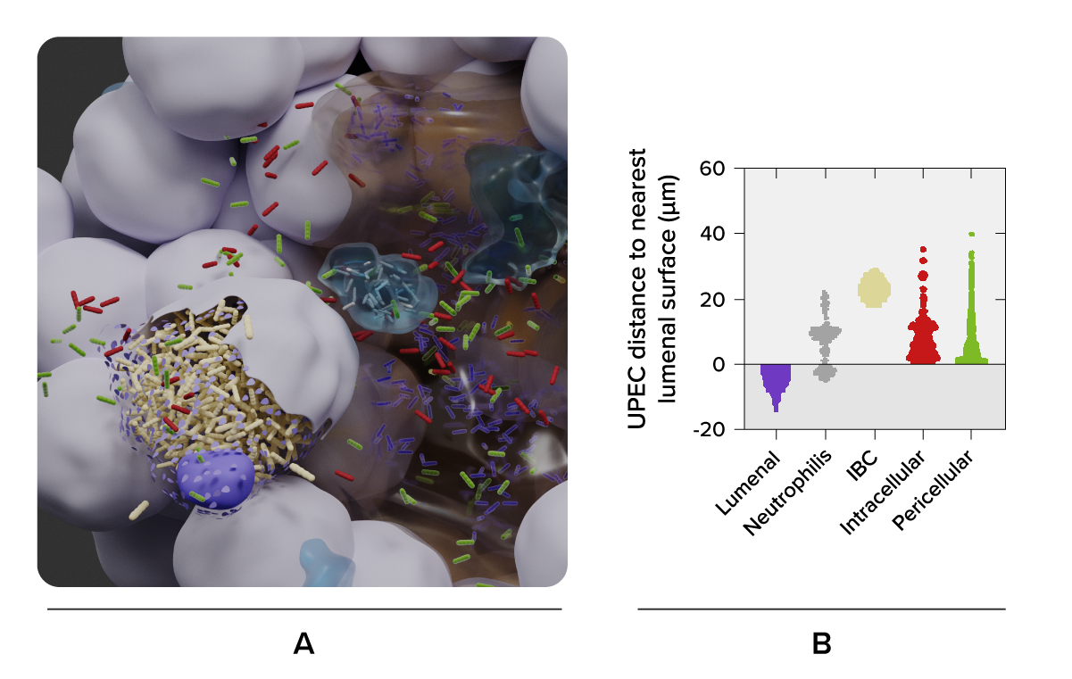 Nanoscale 3D organoid imaging: a powerful tool for drug development