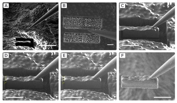 Cryo-FIB Lift-Out: Enabling Cryo-ET Imaging for Tissues