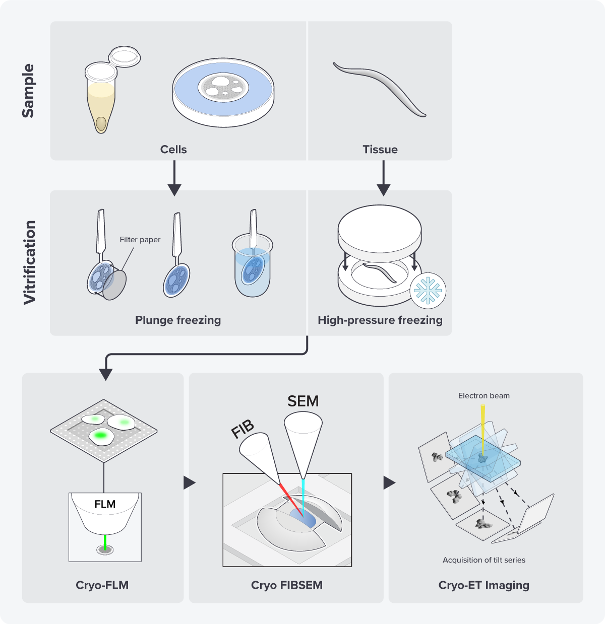What Are The Advantages Of Cryo-Correlative Light And Electron Microscopy?
