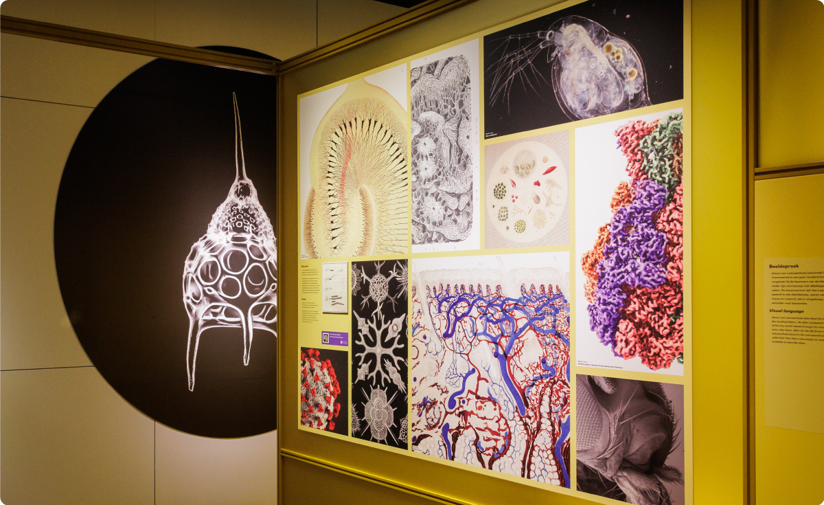 How Bacteria Were Discovered By A Curious Shop Owner In Delft