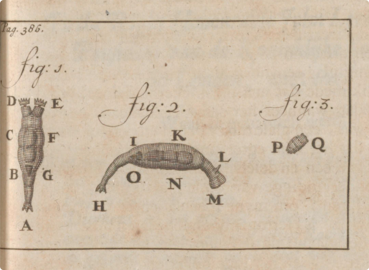 How Bacteria Were Discovered By A Curious Shop Owner In Delft