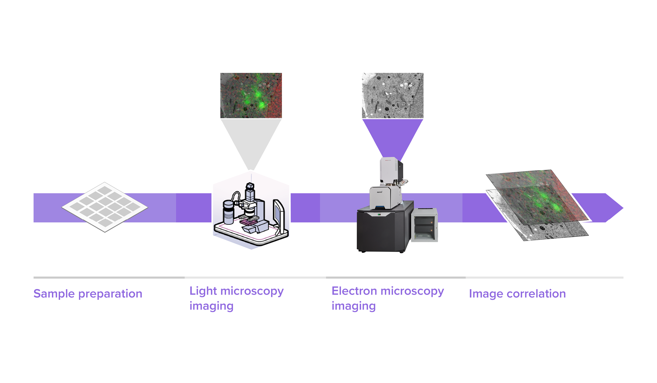 Unlocking the potential of CLEM with high-throughput electron microscopy