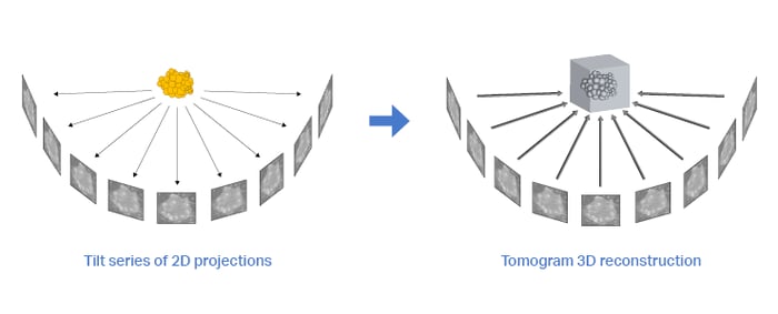 Subtomogram Averaging In The Cryo Et Workflow