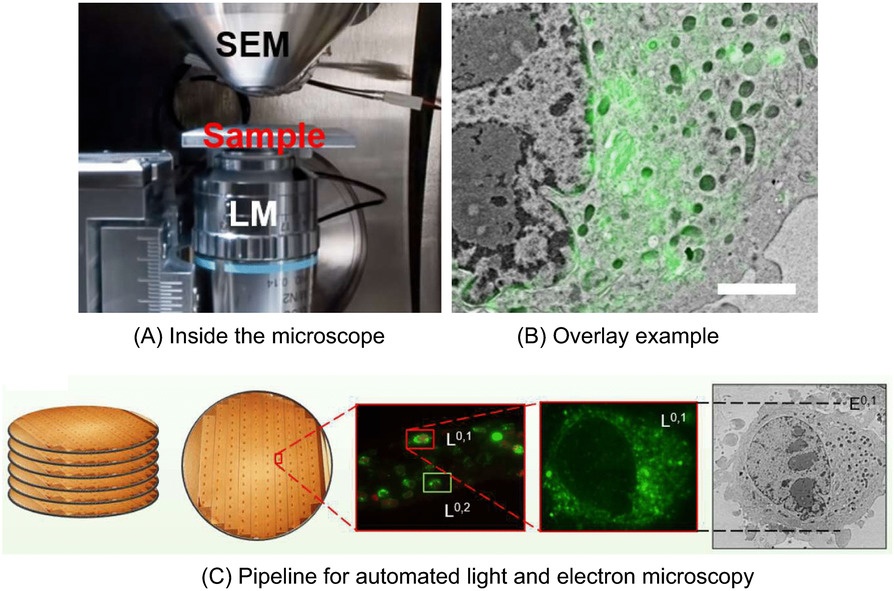 Automated detection of fluorescent cells for integrated light and ...