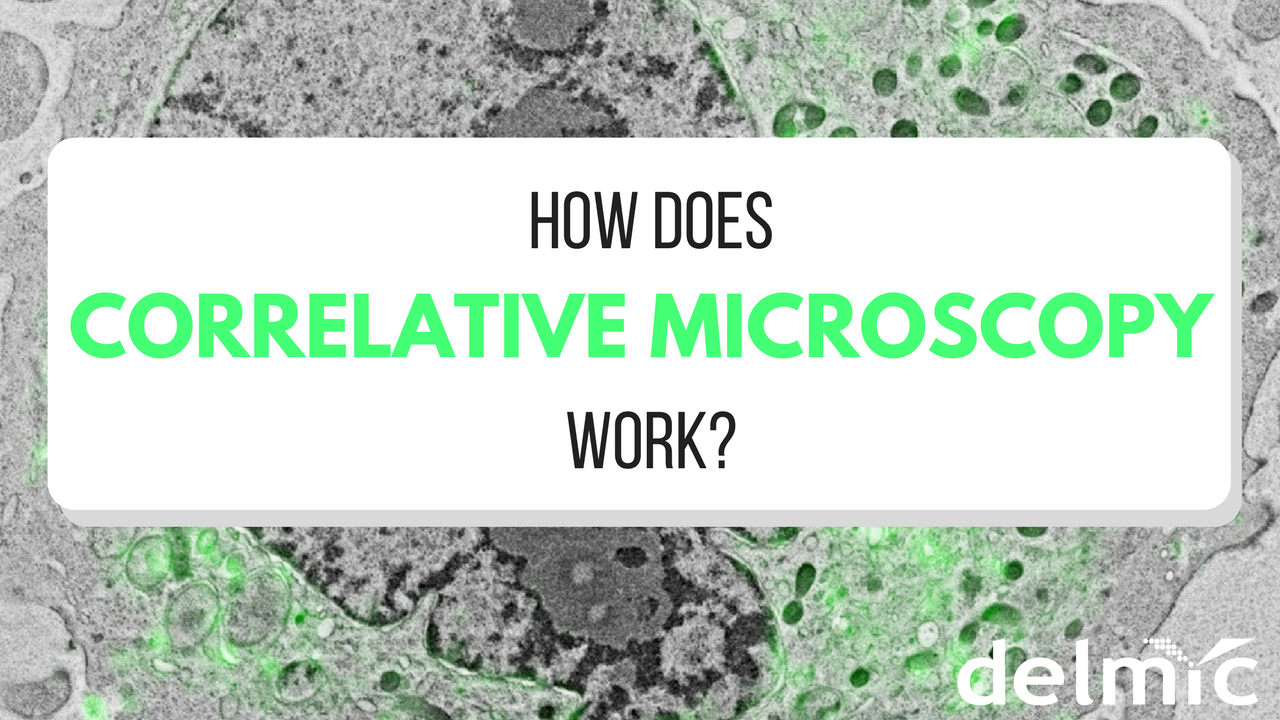How Does Correlative Microscopy Work?