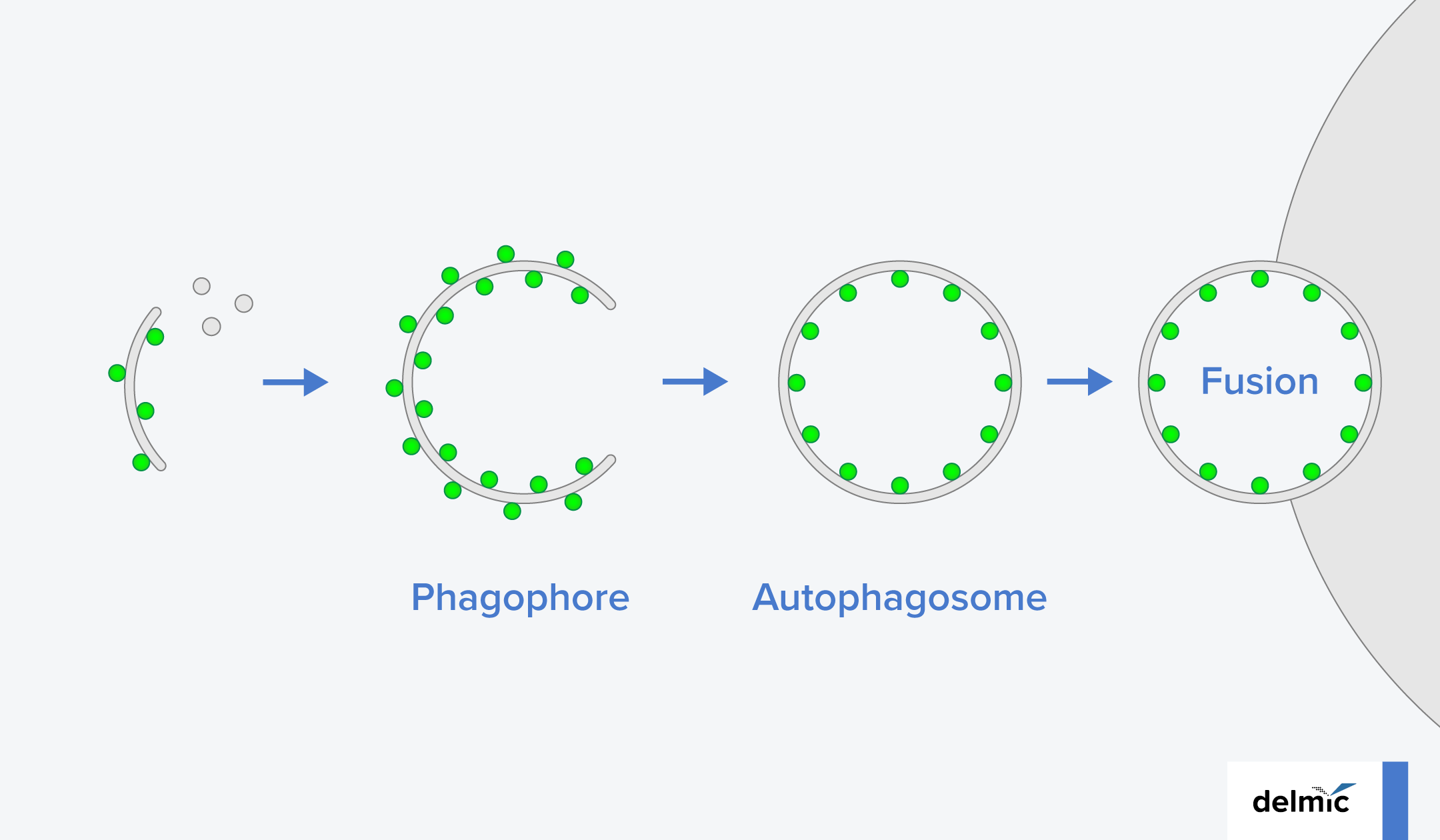 Revealing the ultrastructure of autophagic membranes during different ...