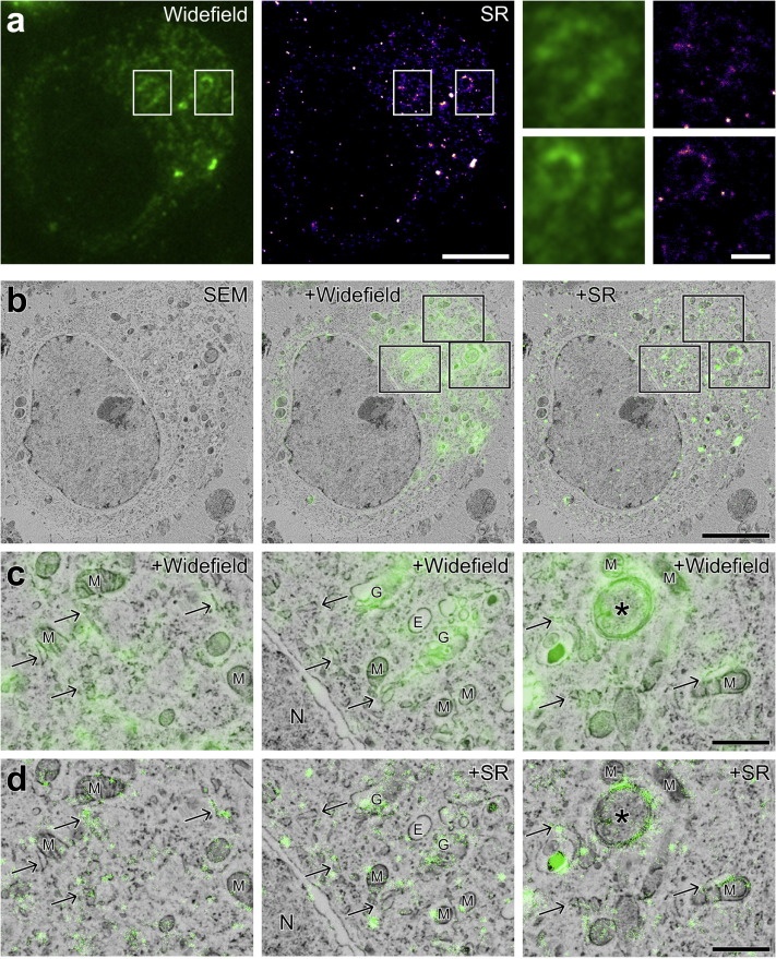 New paper about the benefits of super-resolution correlative microscopy
